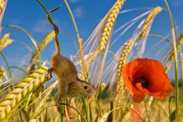 The Secret Life of the Harvest Mice | Amusing Planet